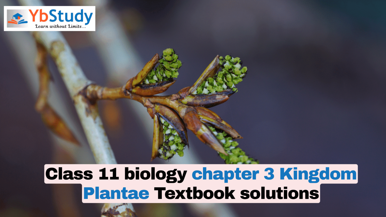 Class 11 biology chapter 3 Kingdom Plantae Textbook solutions