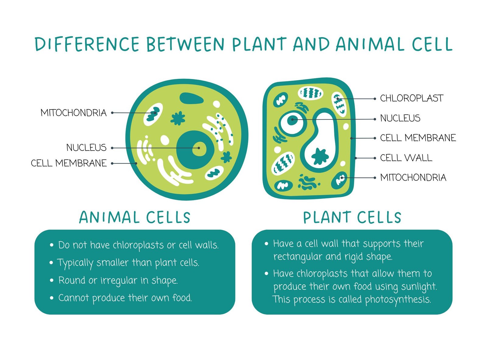 Animal Cell Diagram: Structure, function, types and Definition